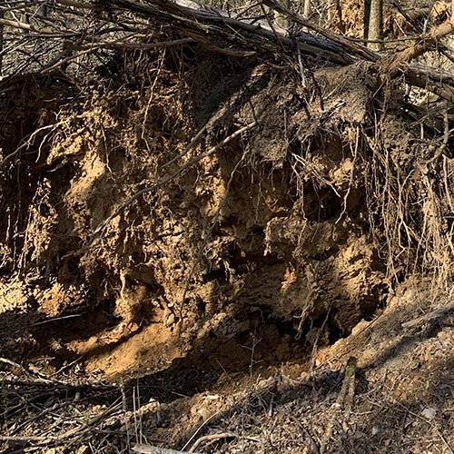 Discovering New Habitats Created by Fallen Trees