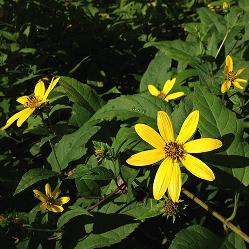 Discovering New Habitats Created by Fallen Trees