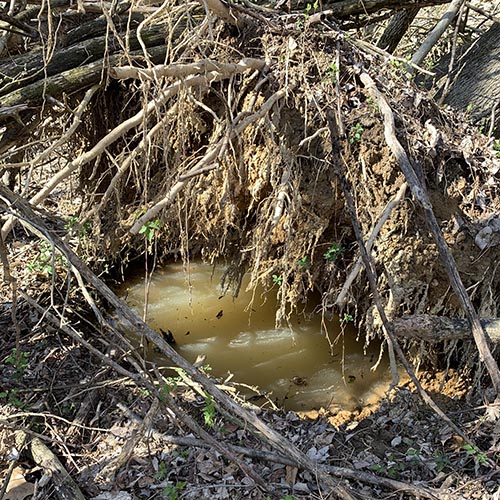 Discovering New Habitats Created by Fallen Trees
