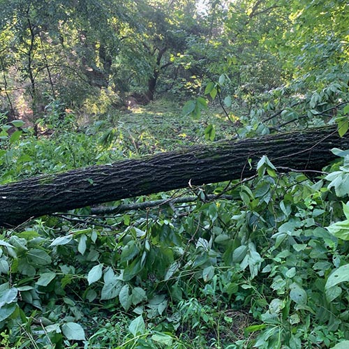 Discovering New Habitats Created by Fallen Trees