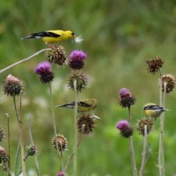 American Goldfinch: A Comprehensive Guide