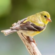 American Goldfinch: A Comprehensive Guide
