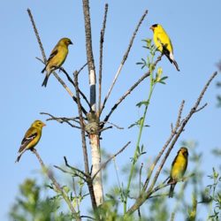 American Goldfinch: A Comprehensive Guide