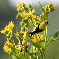 American Goldfinch: A Comprehensive Guide