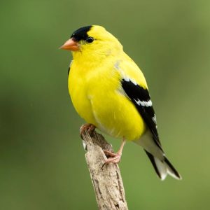 American Goldfinch: A Comprehensive Guide