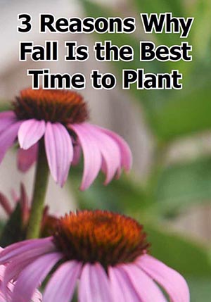 Fall is the best time for planting native plants
