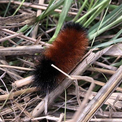 Fall Cleanup in the Pollinator and Wildlife Garden