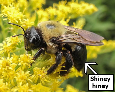 Eastern Carpenter Bees: Their Importance and Peacefully Co-existing