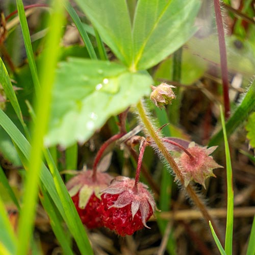 Virginia Strawberry: An Underutilized Native Groundcover