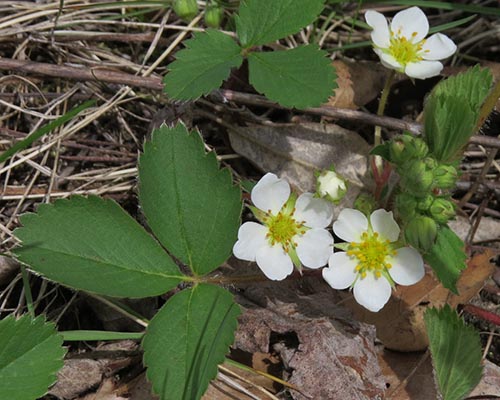 Virginia Strawberry: An Underutilized Native Groundcover