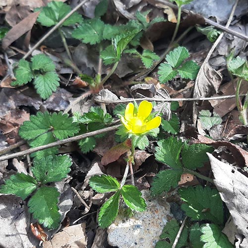 Virginia Strawberry: An Underutilized Native Groundcover