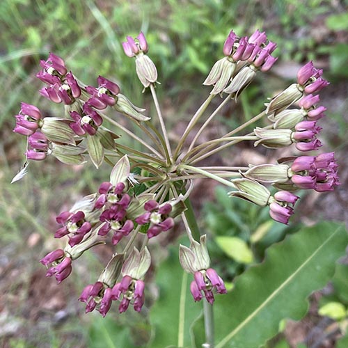 Choose the Best Native Milkweed for Your Eastern U.S. Garden