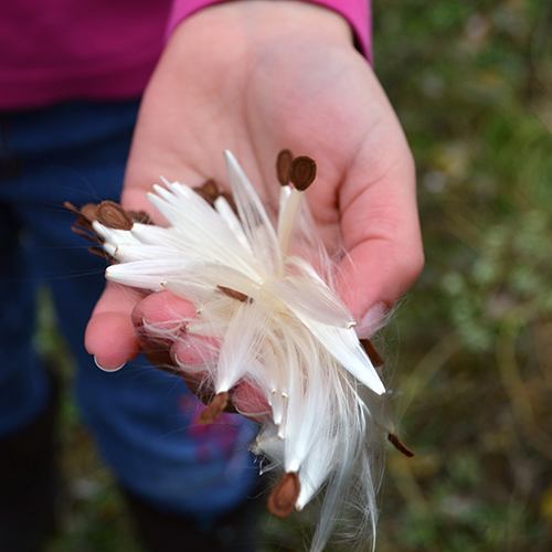 Choose the Best Native Milkweed for Your Eastern U.S. Garden