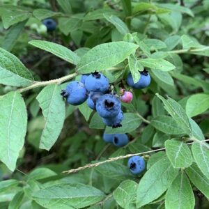 9 Native Blueberries You Can Grow in the Home Landscape